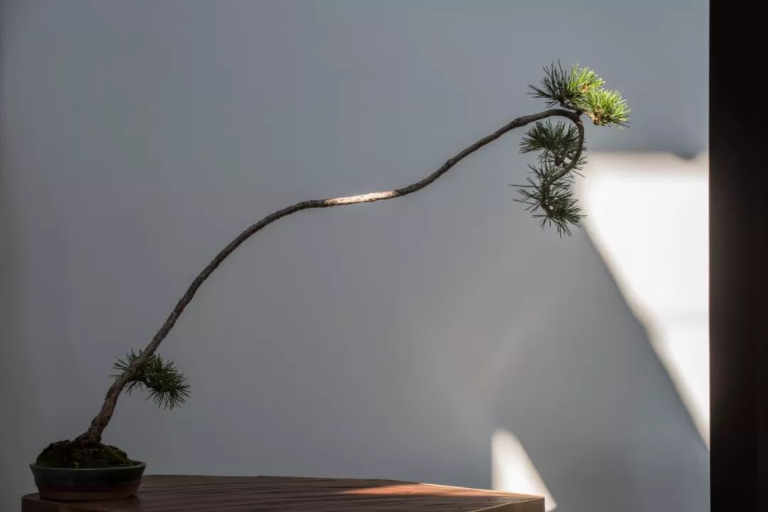 上海廷泰茶空间 | Alex Mok & Briar Hickling-建e网设计案例